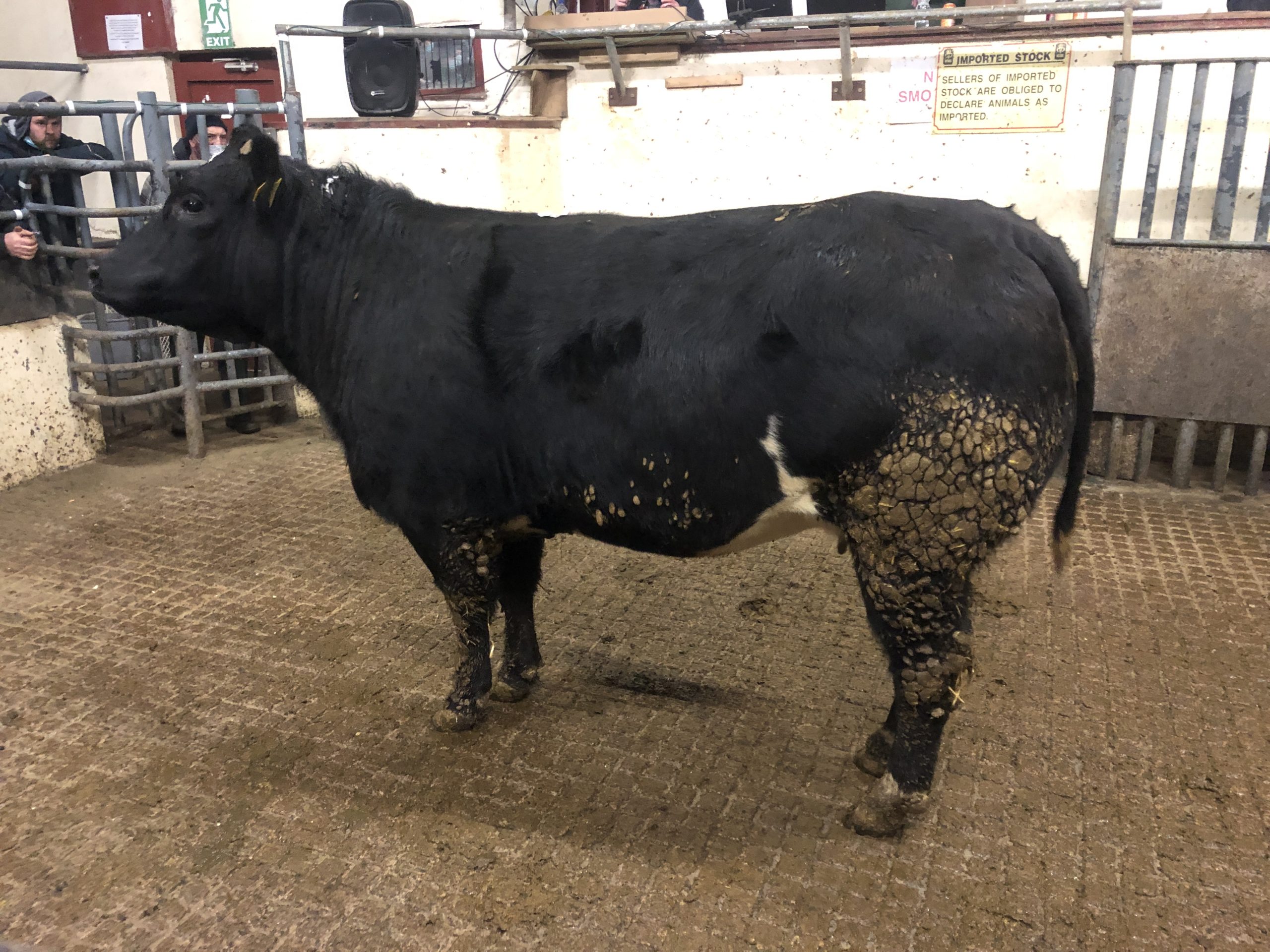 Roan-blue heifer takes top price of €5,000 at Carrigallen Mart ...