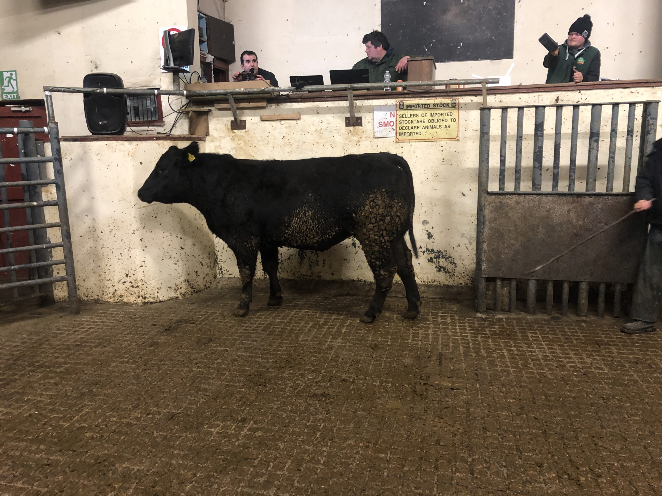 Roan-blue heifer takes top price of €5,000 at Carrigallen Mart ...