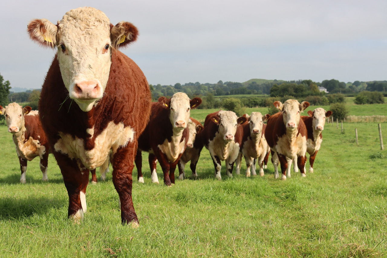 €5/kg must be the target for beef cattle - IFA - Agriland.ie