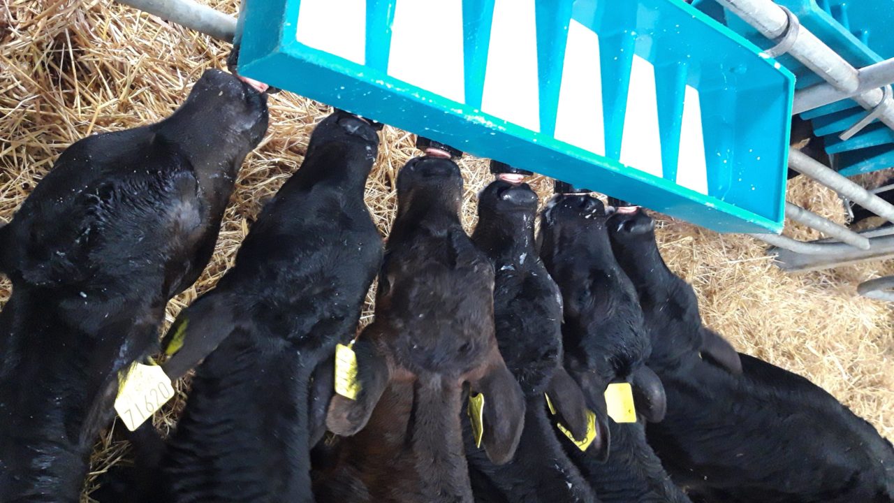 Aiding calf microbiome and avoiding health risks from transition milk ...