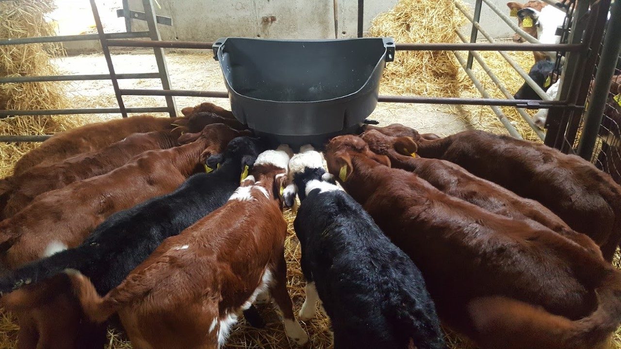 Feeding frequency linked to development of a calf’s microbiome