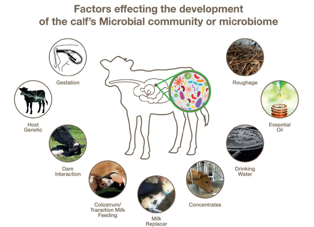 Aiding calf microbiome and avoiding health risks from transition milk ...