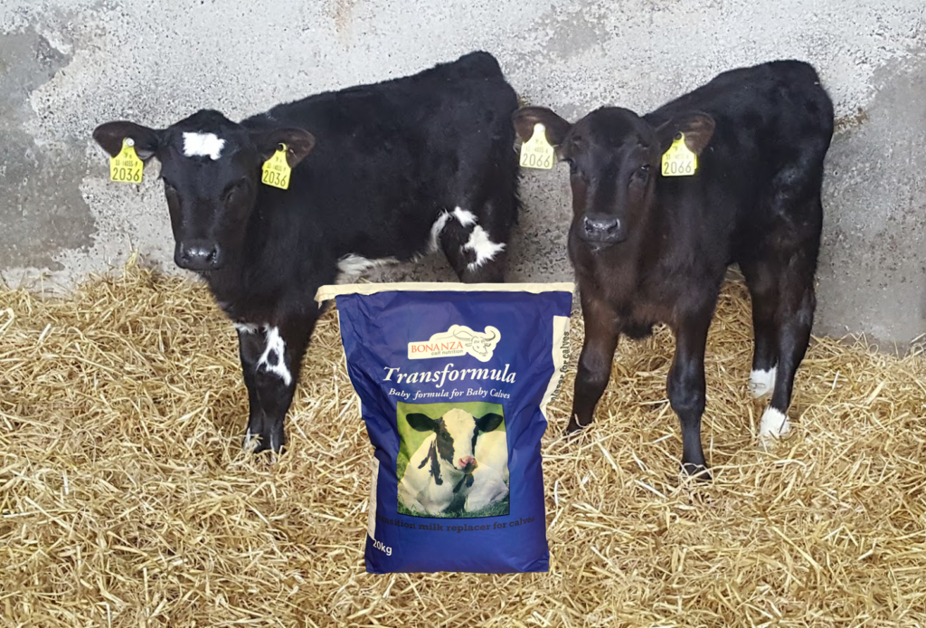 Aiding calf microbiome and avoiding health risks from transition milk - Agriland.ie