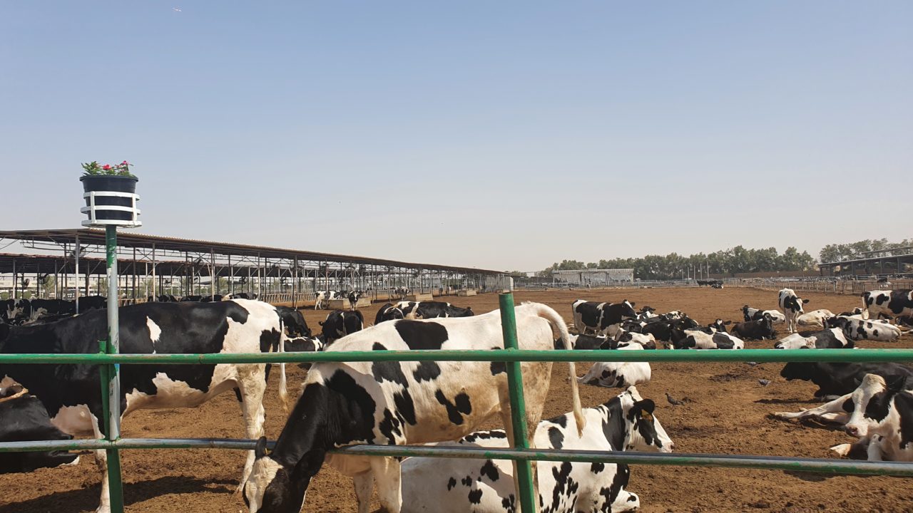 Farmland programme returns to discuss dairy in Dubai and food prices ...