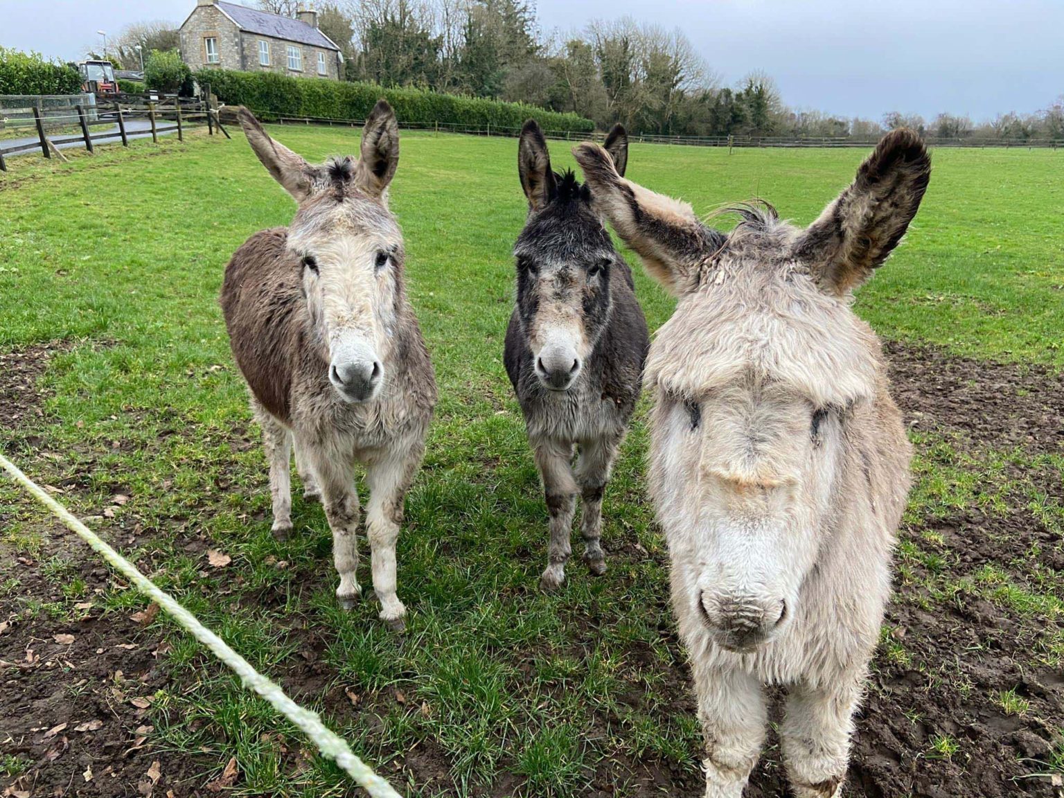 Abandoned donkeys rescued in 'severe state of neglect' - Agriland.ie