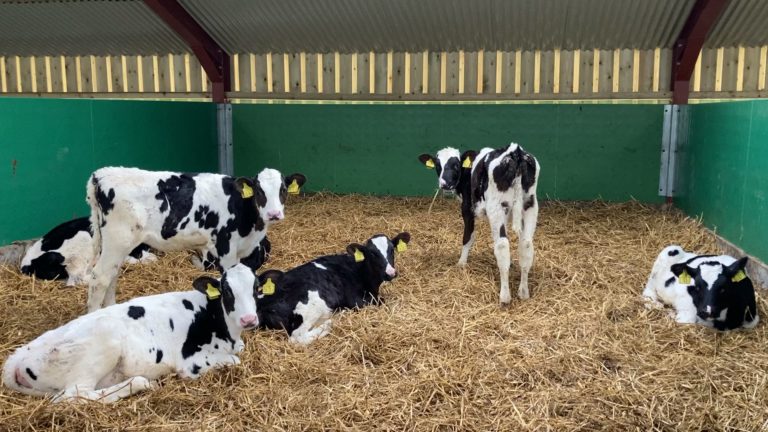 Buildings Focus: Mono-pitched calf shed for 80 calves in Co. Fermanagh