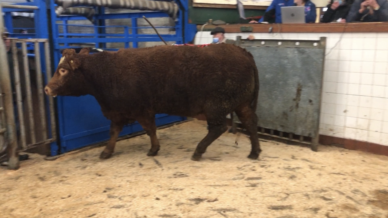 Keen demand for stores and forward cattle at Baltinglass Mart - Agriland.ie