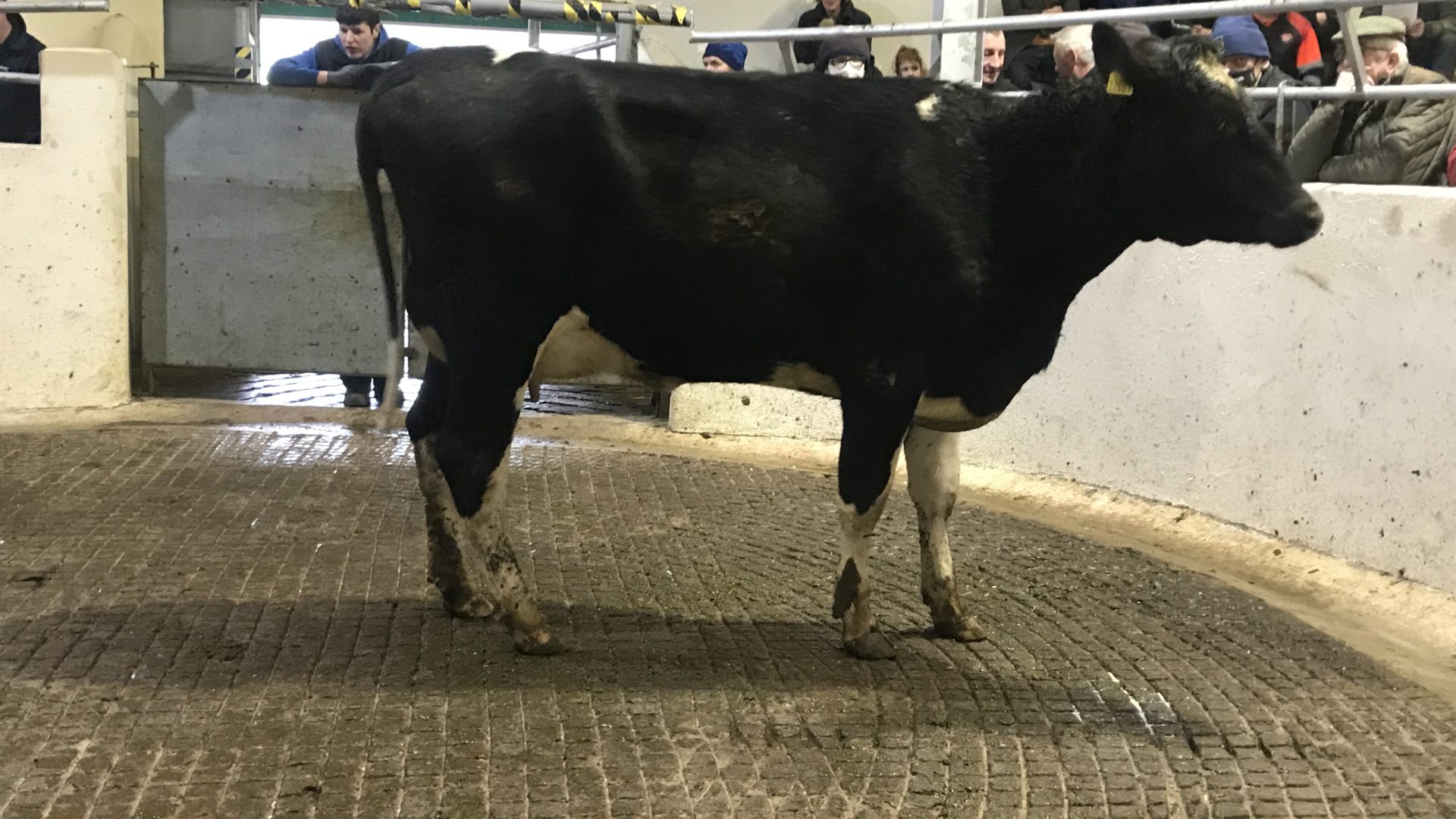 40 high-EBI cows on offer at Cashel Mart - Agriland.ie