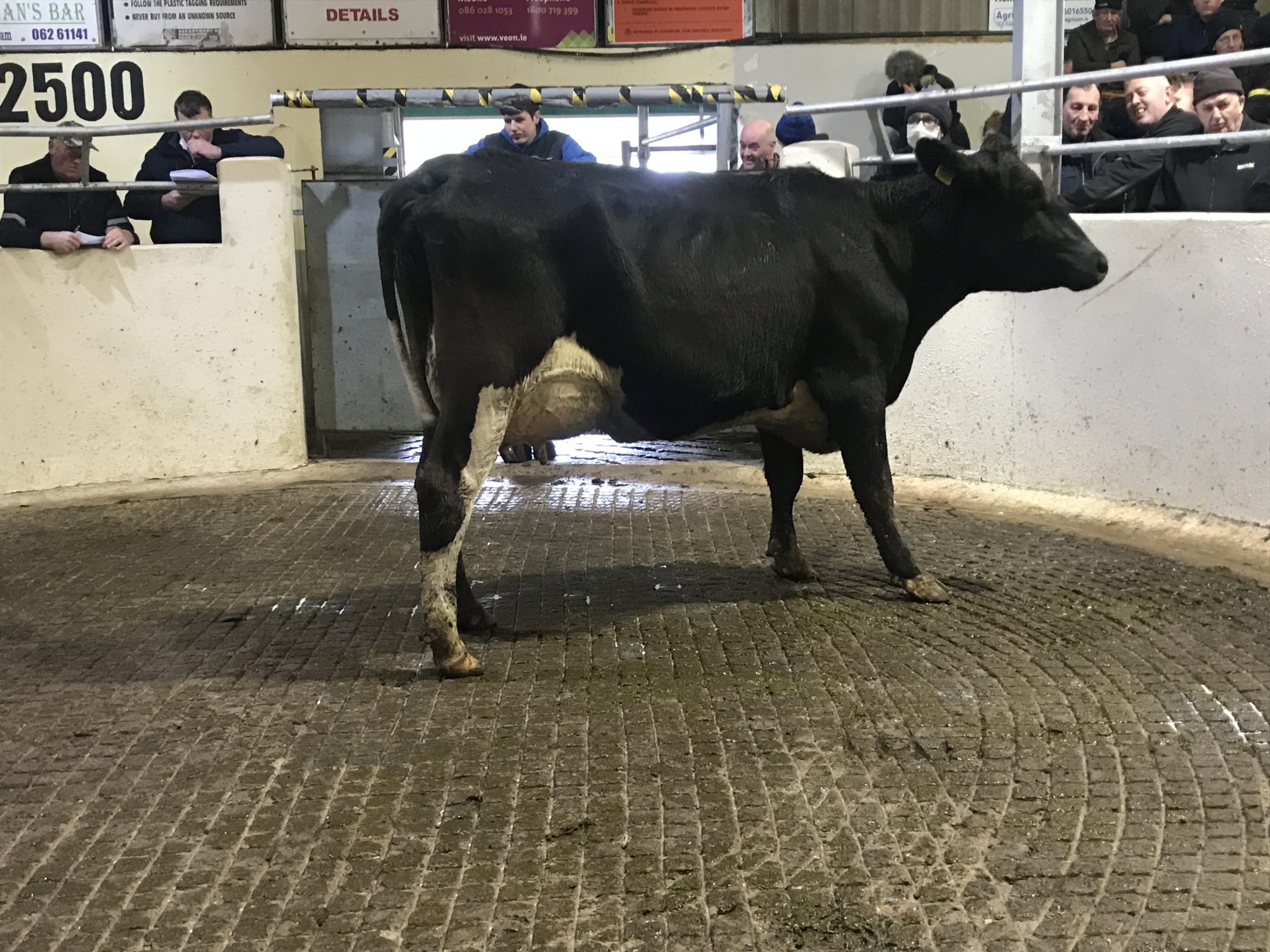 In pictures: Cashel Mart dispersal sale of high-EBI cows - Agriland.ie