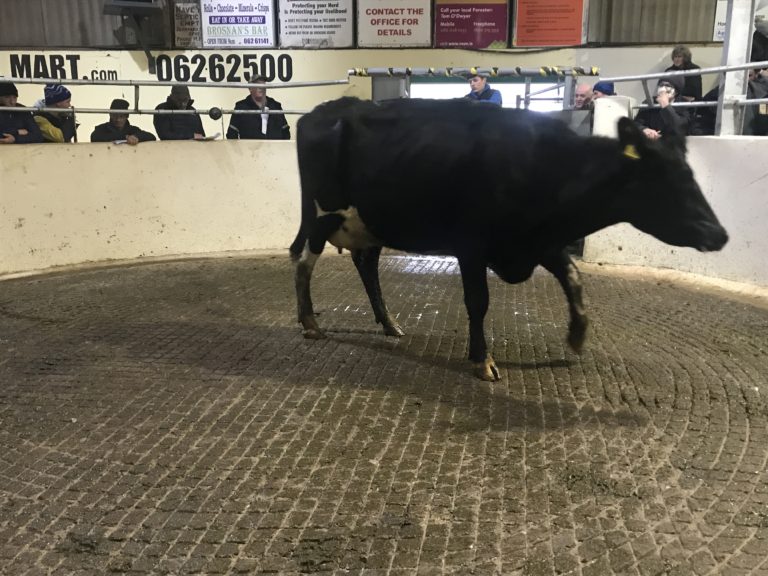 In pictures: Cashel Mart dispersal sale of high-EBI cows - Agriland.ie