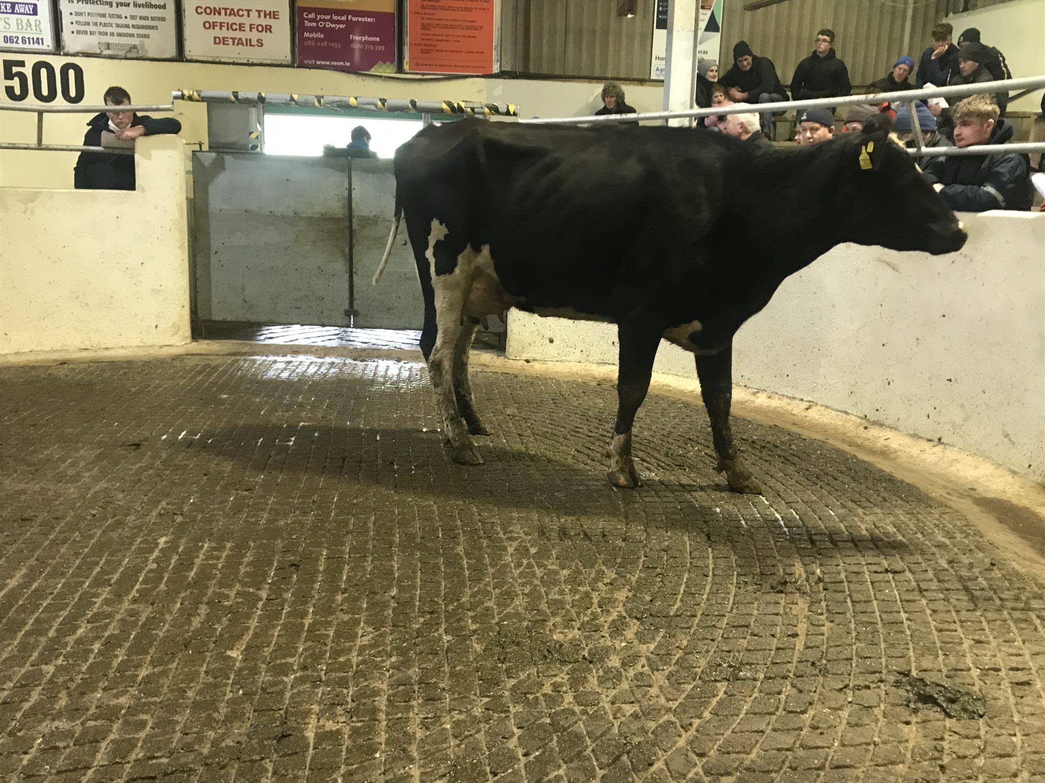In pictures: Cashel Mart dispersal sale of high-EBI cows - Agriland.ie