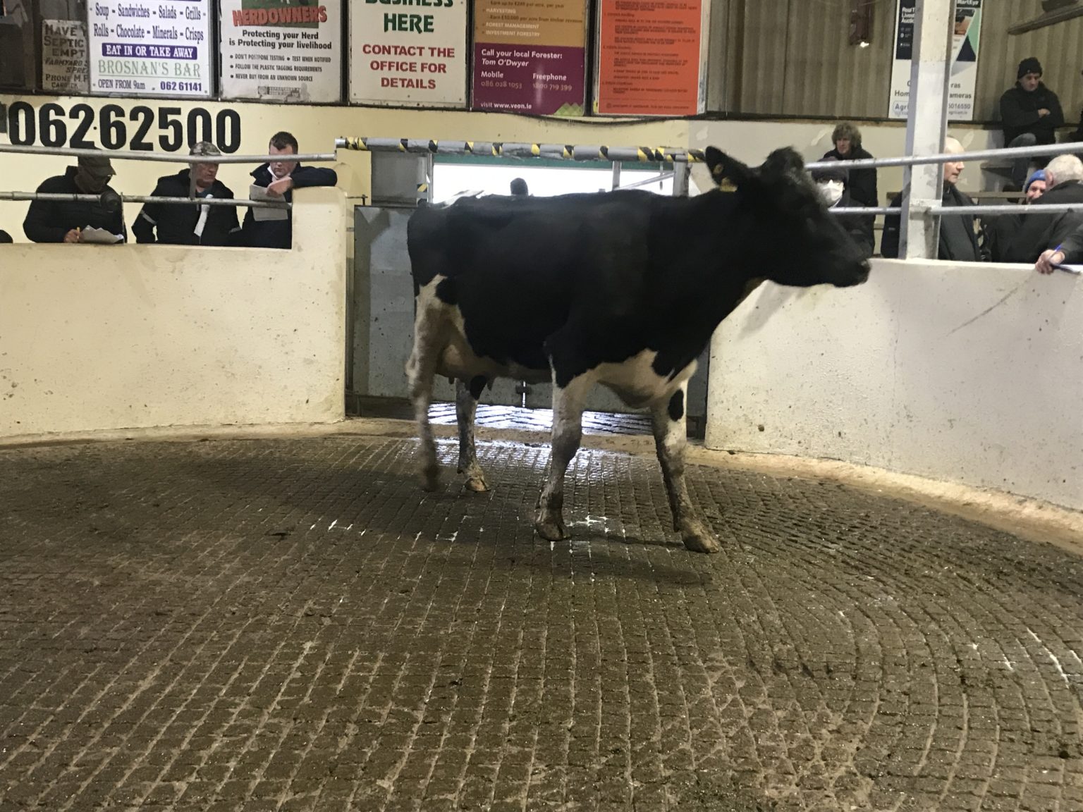 In pictures: Cashel Mart dispersal sale of high-EBI cows - Agriland.ie