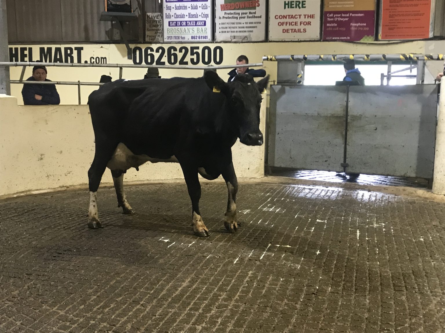 In pictures: Cashel Mart dispersal sale of high-EBI cows - Agriland.ie