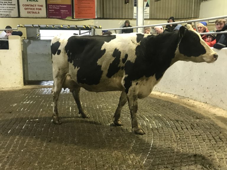 In pictures: Cashel Mart dispersal sale of high-EBI cows - Agriland.ie