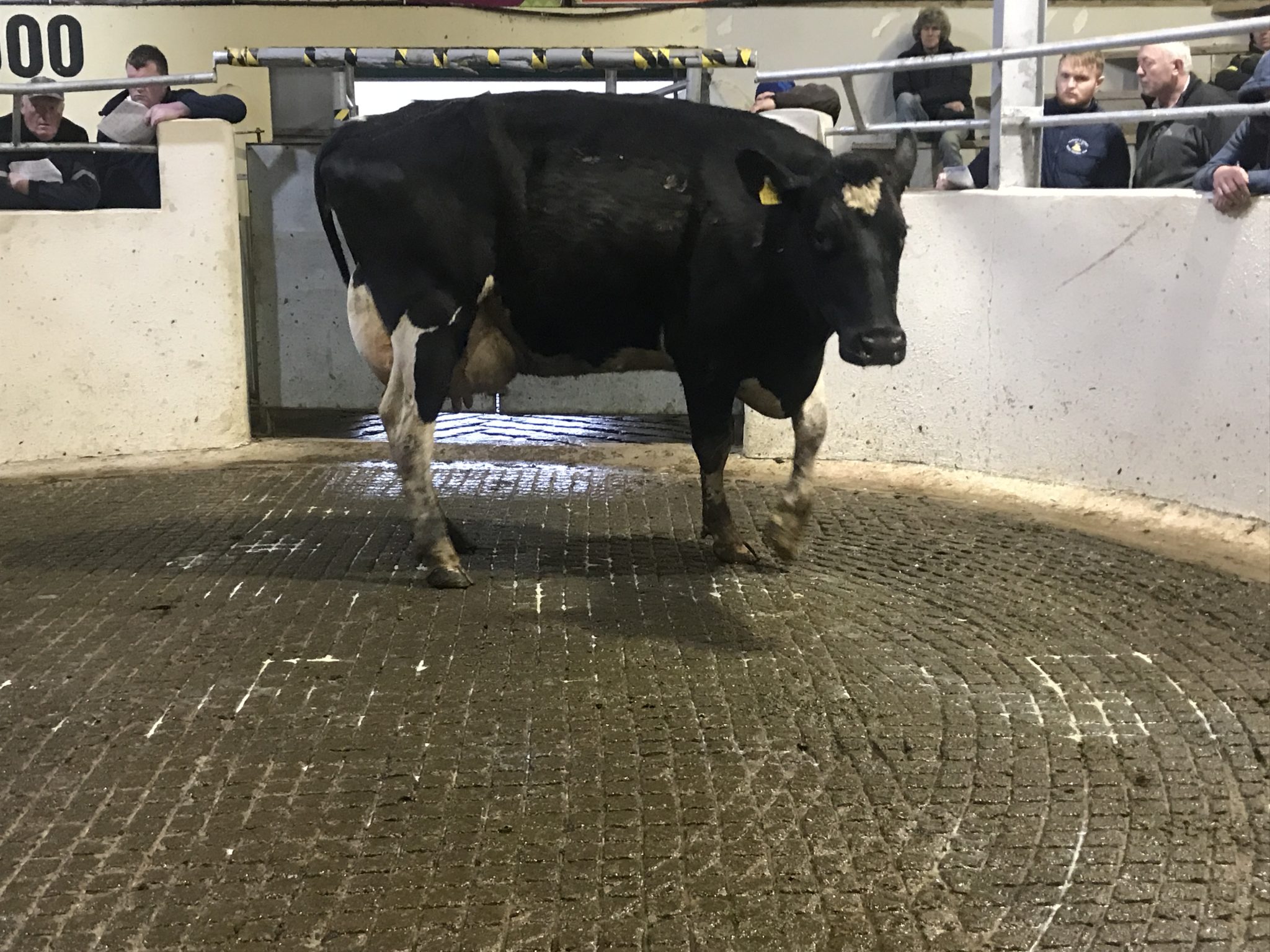 In pictures: Cashel Mart dispersal sale of high-EBI cows - Agriland.ie