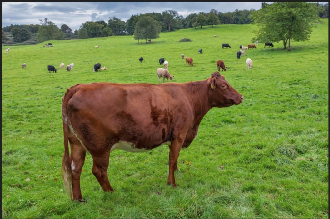 Video: Running 'the world's largest' cattle breeding database - Agriland.ie