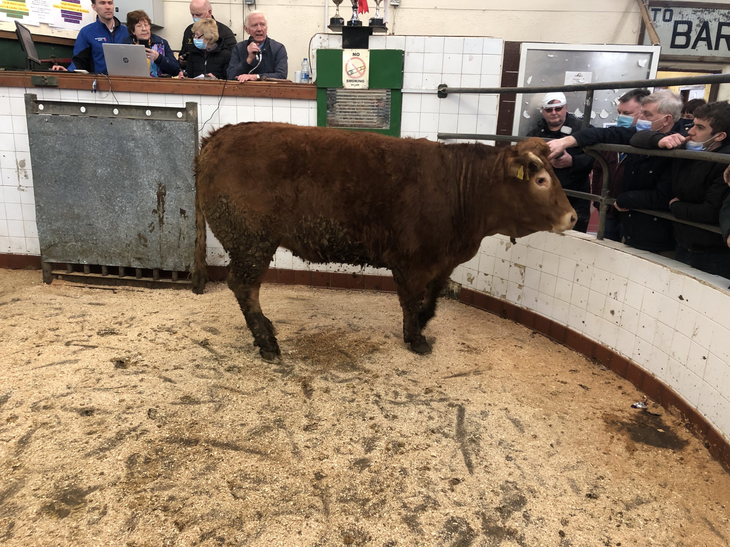 Keen demand for stores and forward cattle at Baltinglass Mart