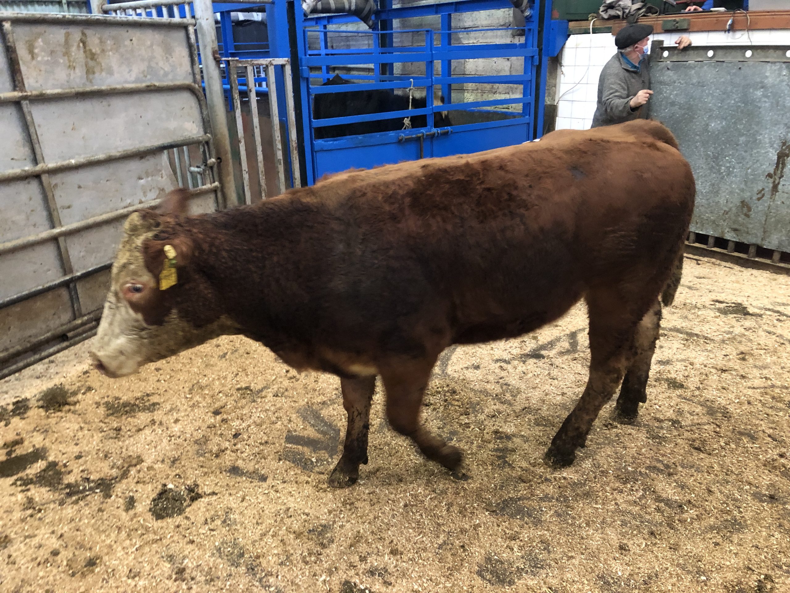 Keen demand for stores and forward cattle at Baltinglass Mart