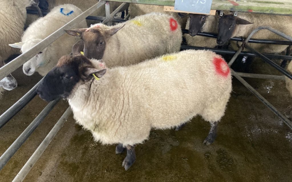 Sheep marts: Hogget prices holding steady; cull ewes in demand