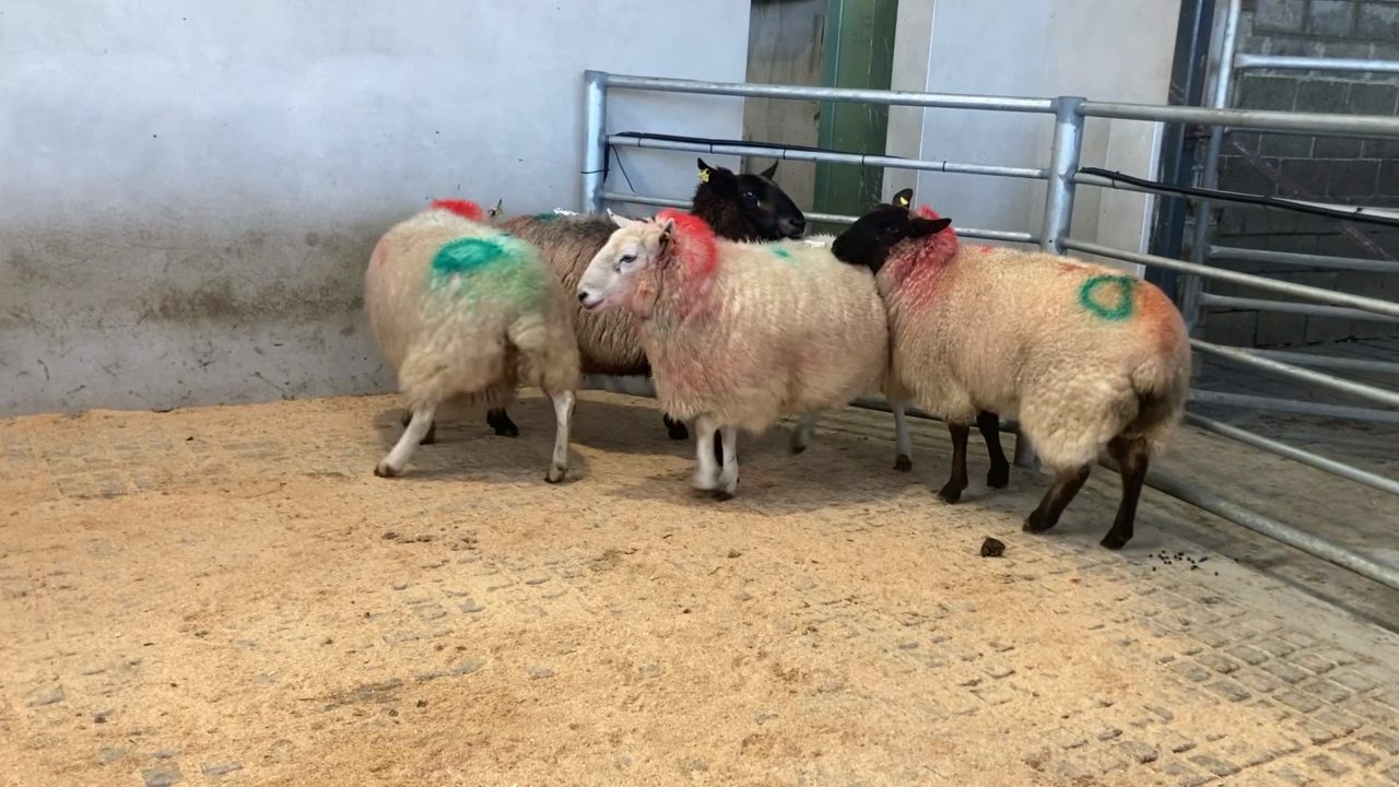 Pics and prices: Cull ewes getting €200/head in Blessington - Agriland.ie