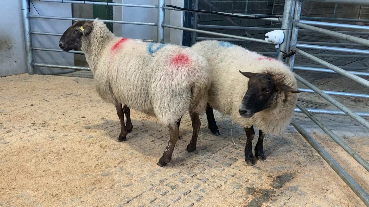 Pics and prices: Cull ewes getting €200/head in Blessington - Agriland.ie