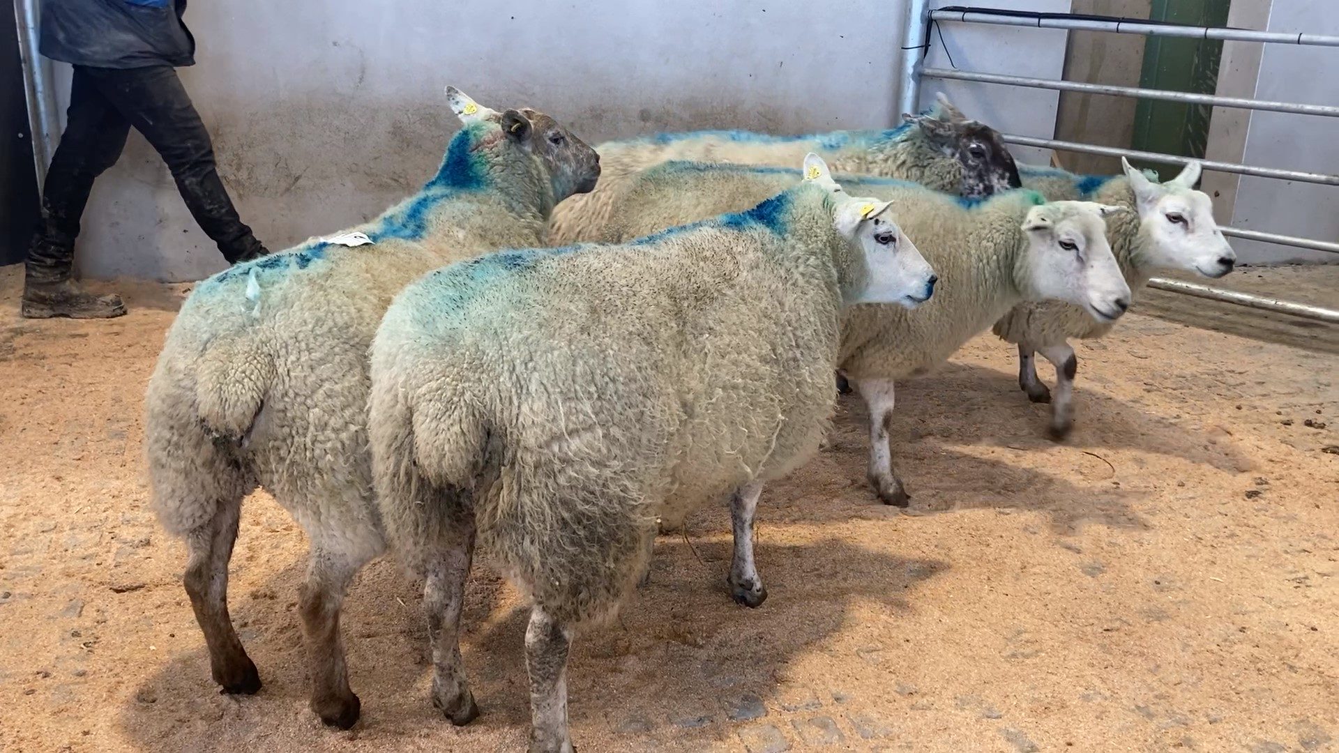 Cull ewes selling strongly as hoggets remain steady at marts last week