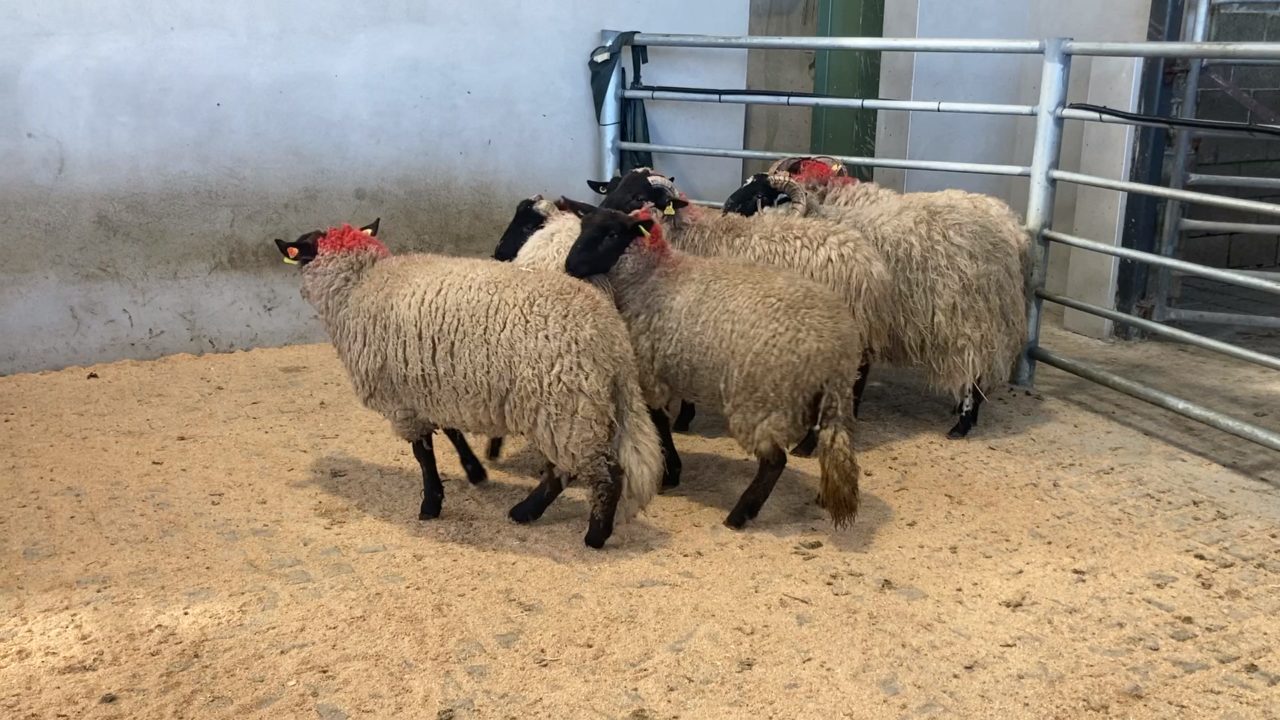 Pics and prices: Cull ewes getting €200/head in Blessington - Agriland.ie