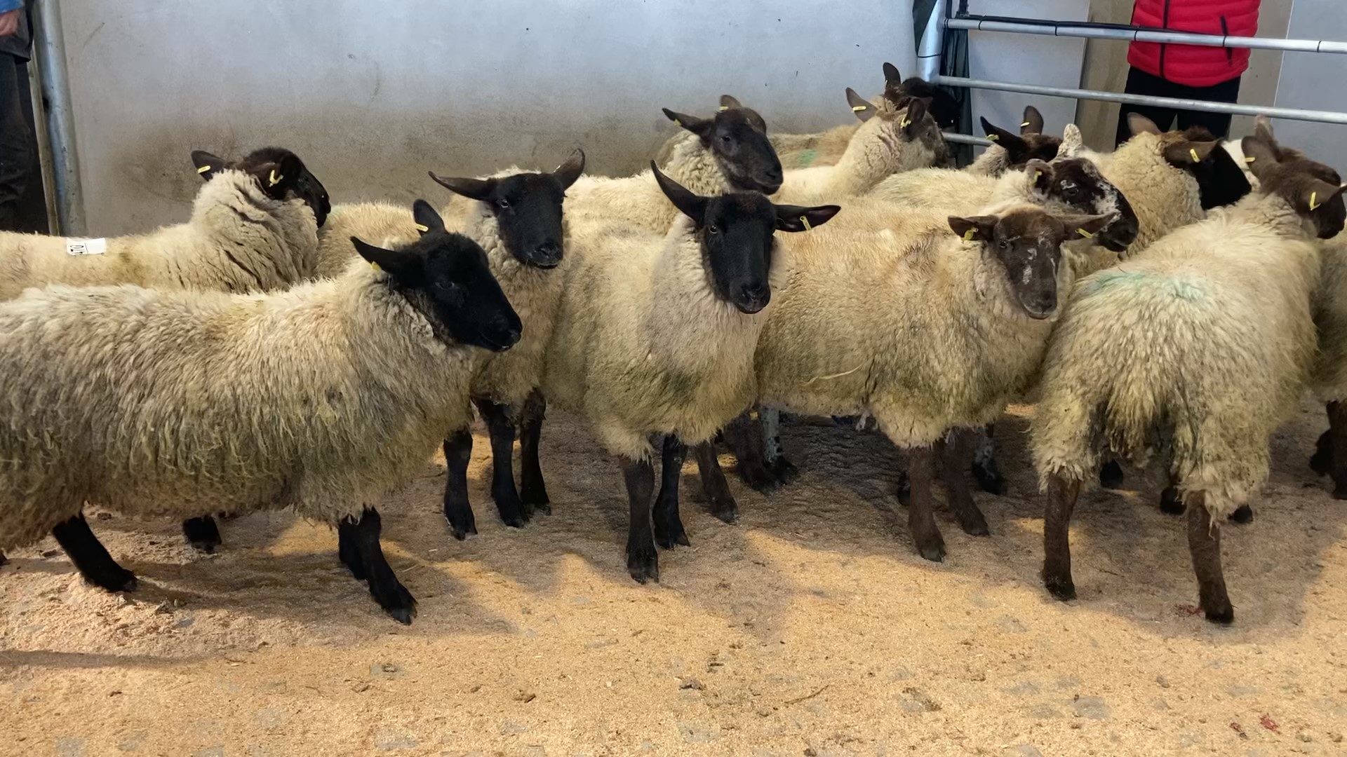 Sheep trade: Base prices for hoggets up by as much as 25c/kg in a week