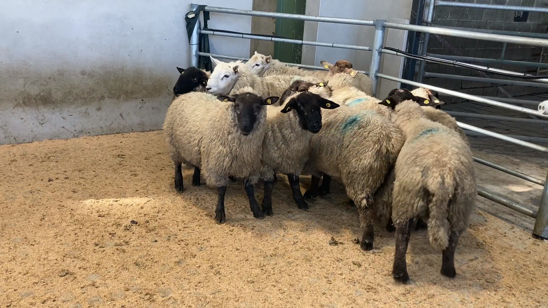 Sheep trade: Hogget prices generally topping €7.20-7.30/kg - Agriland.ie
