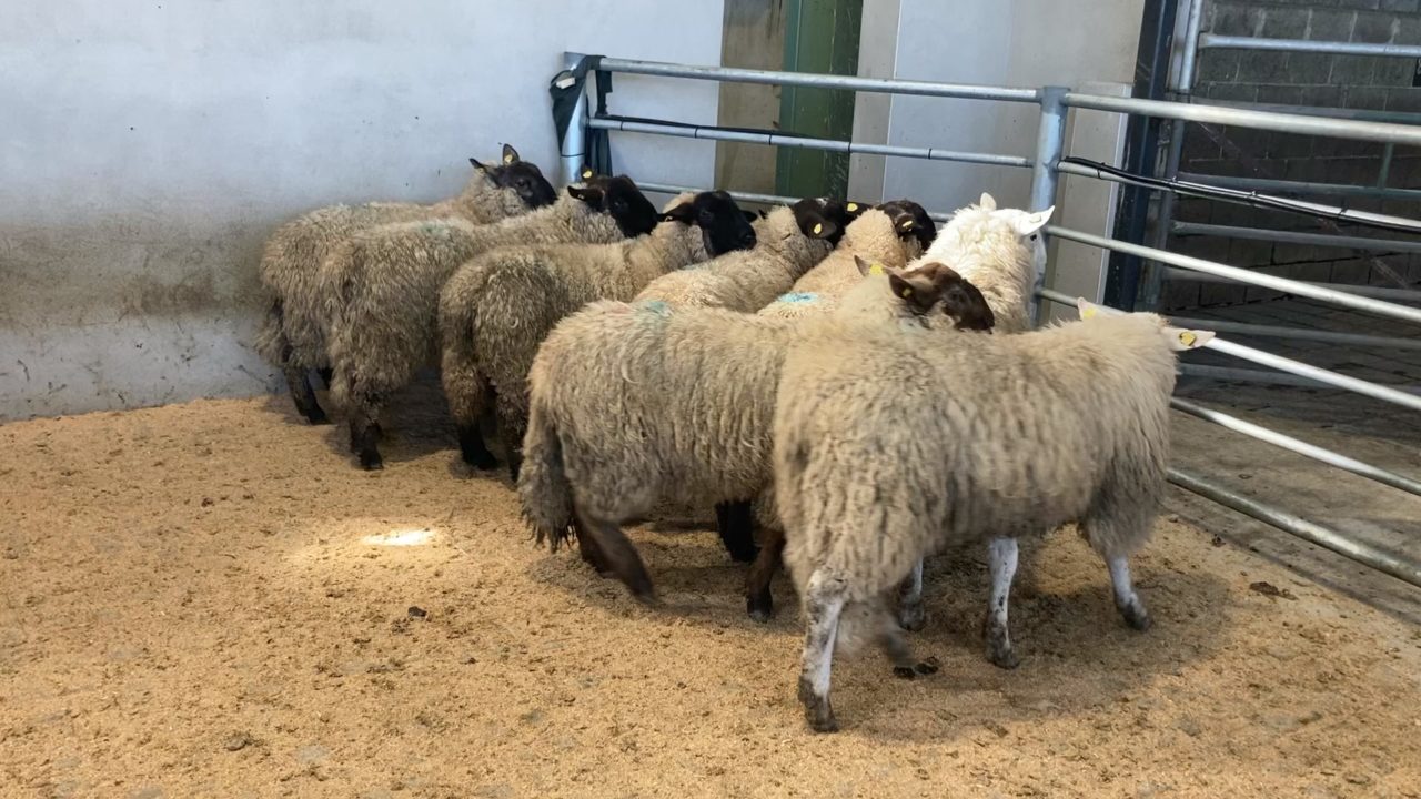 Pics and prices: Cull ewes getting €200/head in Blessington - Agriland.ie