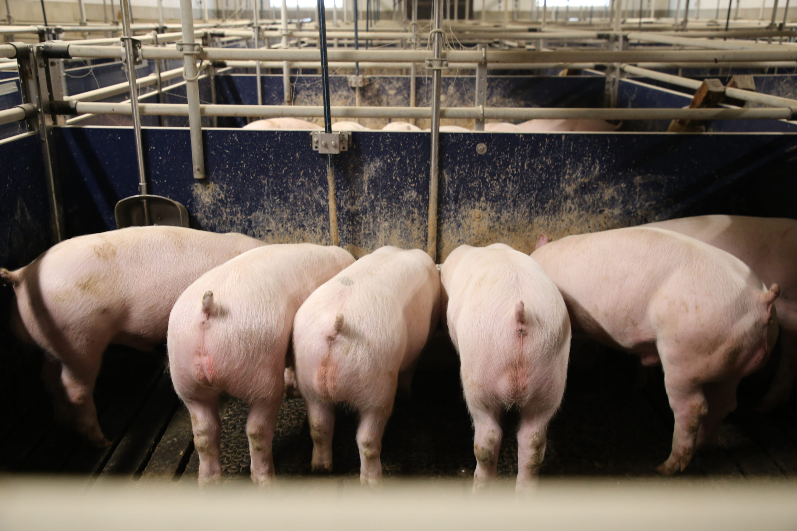 Irish pigmeat production adapting to global changes - Agriland.ie