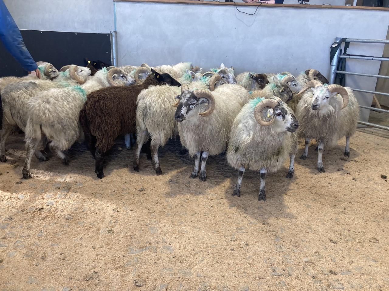 Pics and prices: Cull ewes getting €200/head in Blessington - Agriland.ie