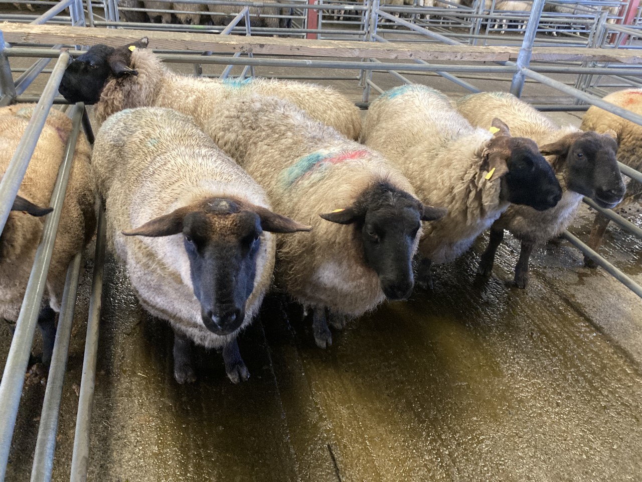 Pics and prices: Cull ewes top €230 at Mountbellew Mart - Agriland.ie