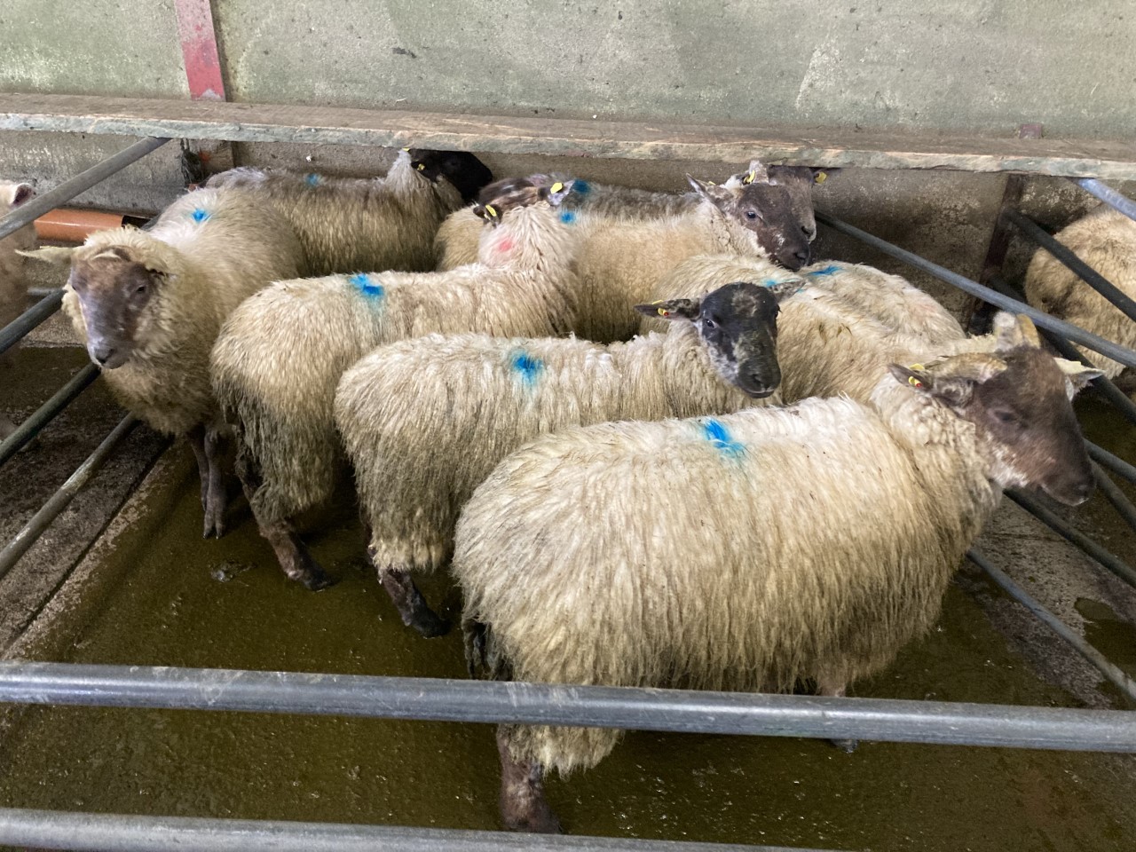Pics and prices: Cull ewes top €230 at Mountbellew Mart - Agriland.ie