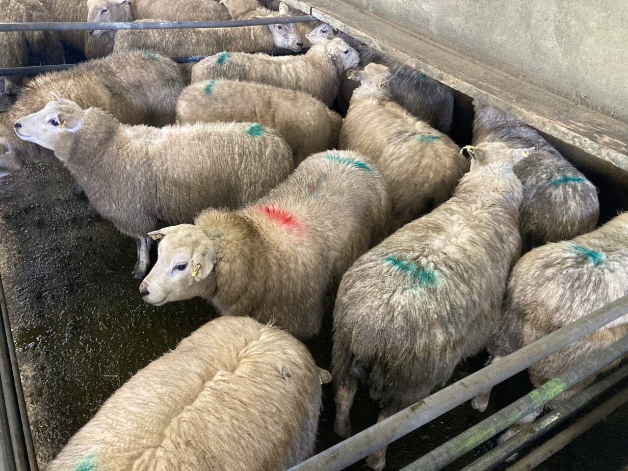 Pics and prices: Cull ewes top €230 at Mountbellew Mart - Agriland.ie