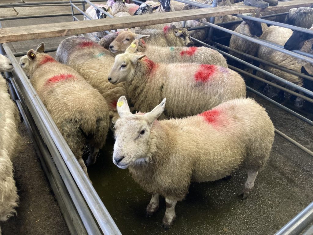 Pics and prices: Cull ewes top €230 at Mountbellew Mart - Agriland.ie