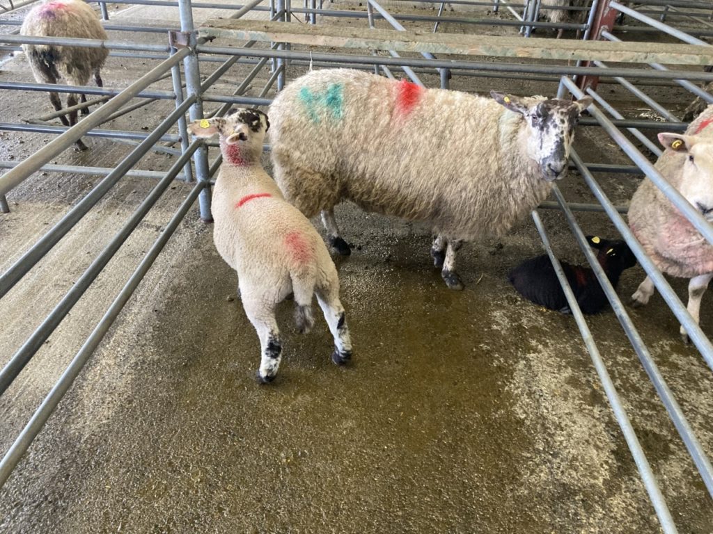 Pics and prices: Cull ewes top €230 at Mountbellew Mart - Agriland.ie