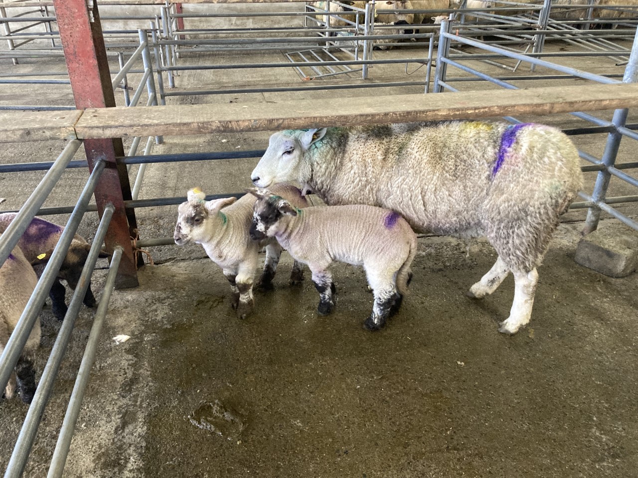 Pics and prices: Cull ewes top €230 at Mountbellew Mart - Agriland.ie