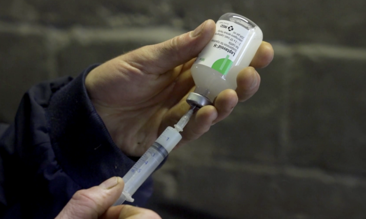 Vaccinating against Leptospirosis? Choose the broadest cover available