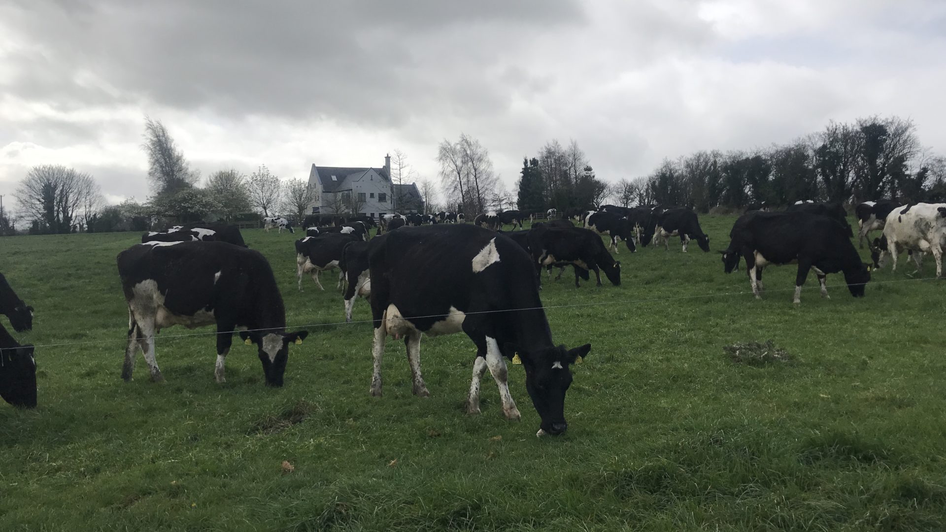 Breeding focus: Producing 140kg of milk solids over co-op average ...