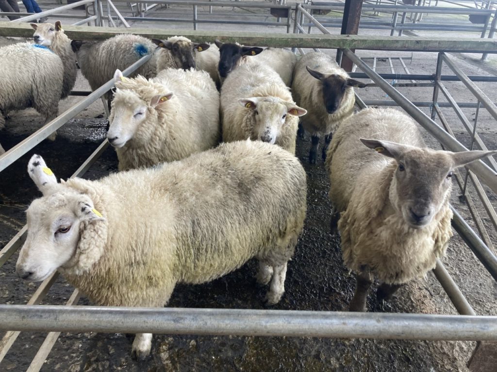 Pics and prices: Hogget prices reach €166/head at Headford Mart