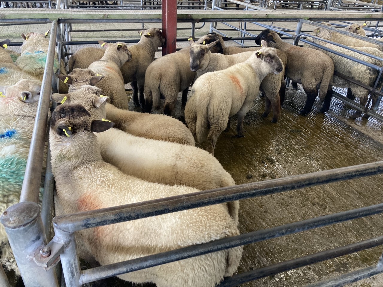 Cull ewes and hoggets shine over spring lambs at Loughrea
