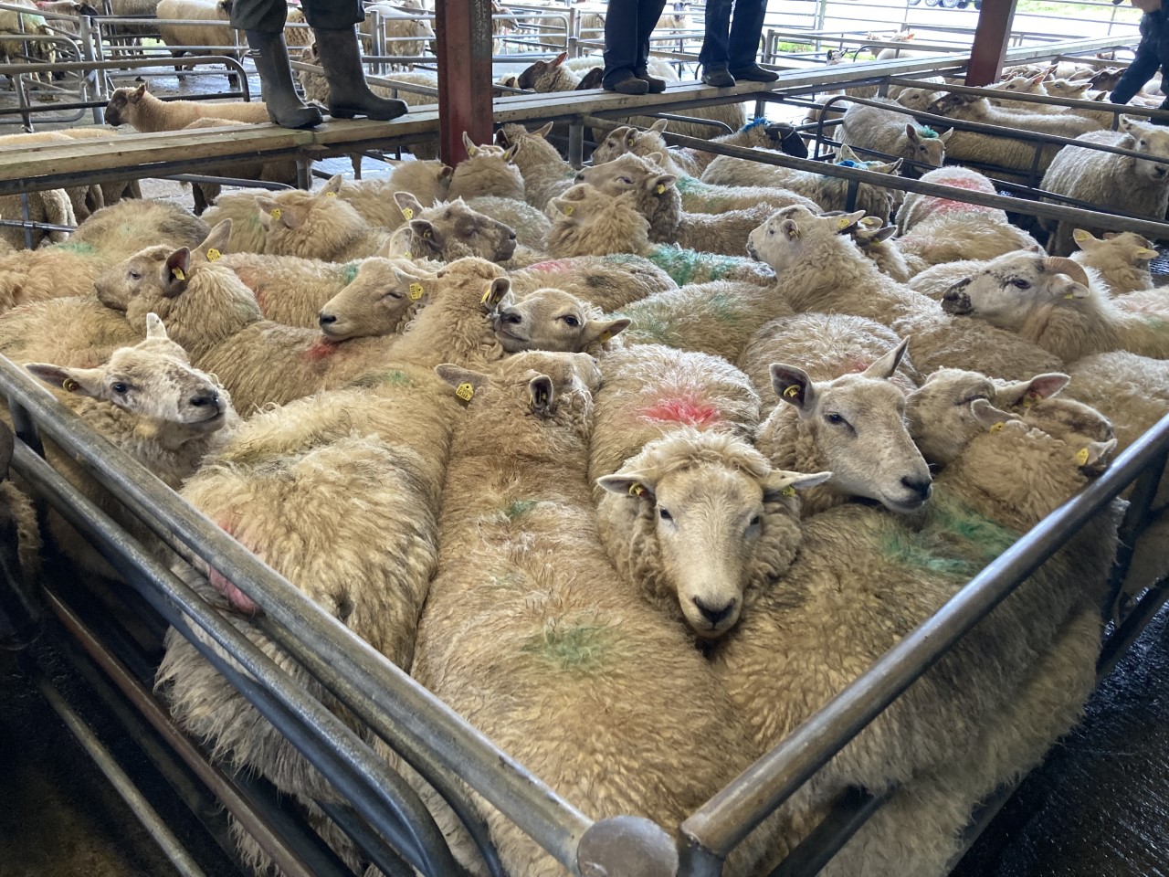 Cull ewes and hoggets shine over spring lambs at Loughrea