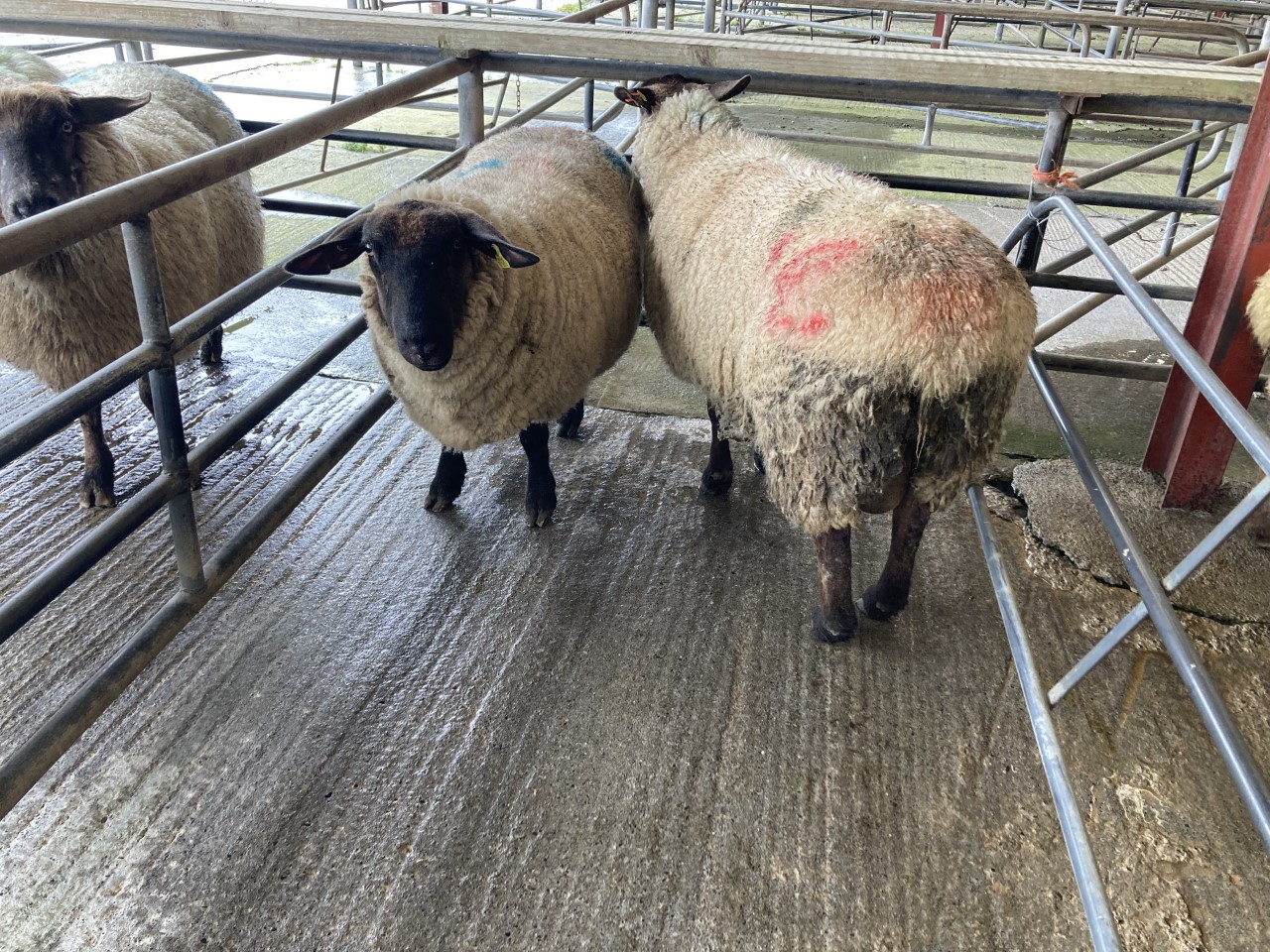 Cull ewes and hoggets shine over spring lambs at Loughrea