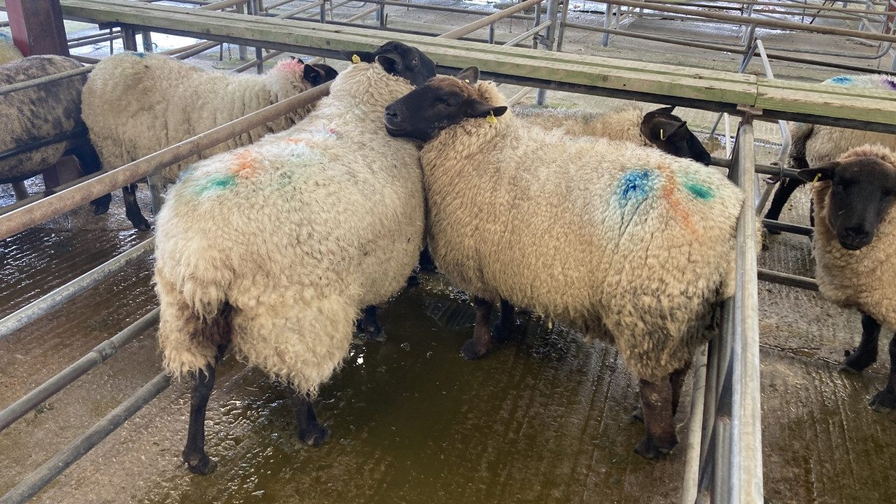 Cull ewes the pick of the bunch at marts this week - Agriland.ie