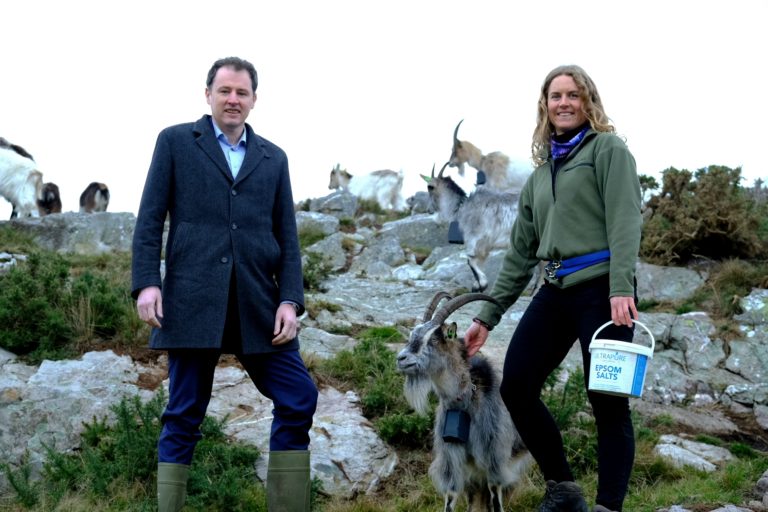 Old Irish goat recognised as native rare breed to Ireland - Agriland.ie