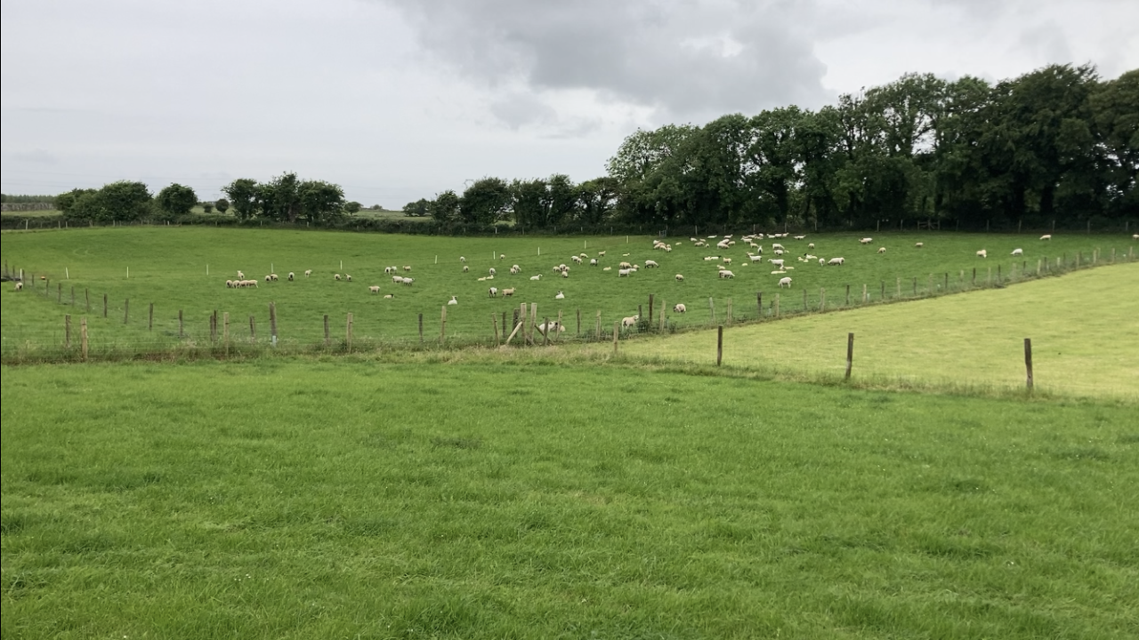 Cost of a ewe replacement is equivalent to 25% of her lifetime lamb output