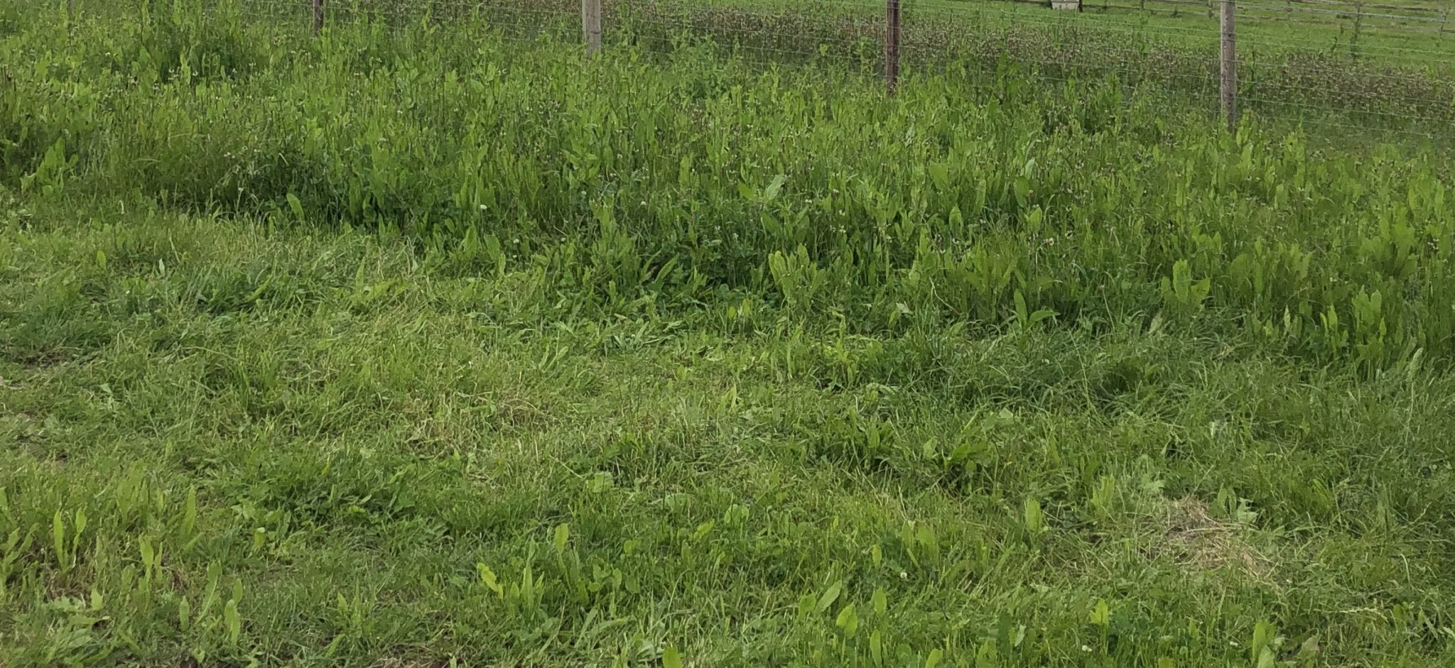 'Growing multi-species swards requires a total mindset change'