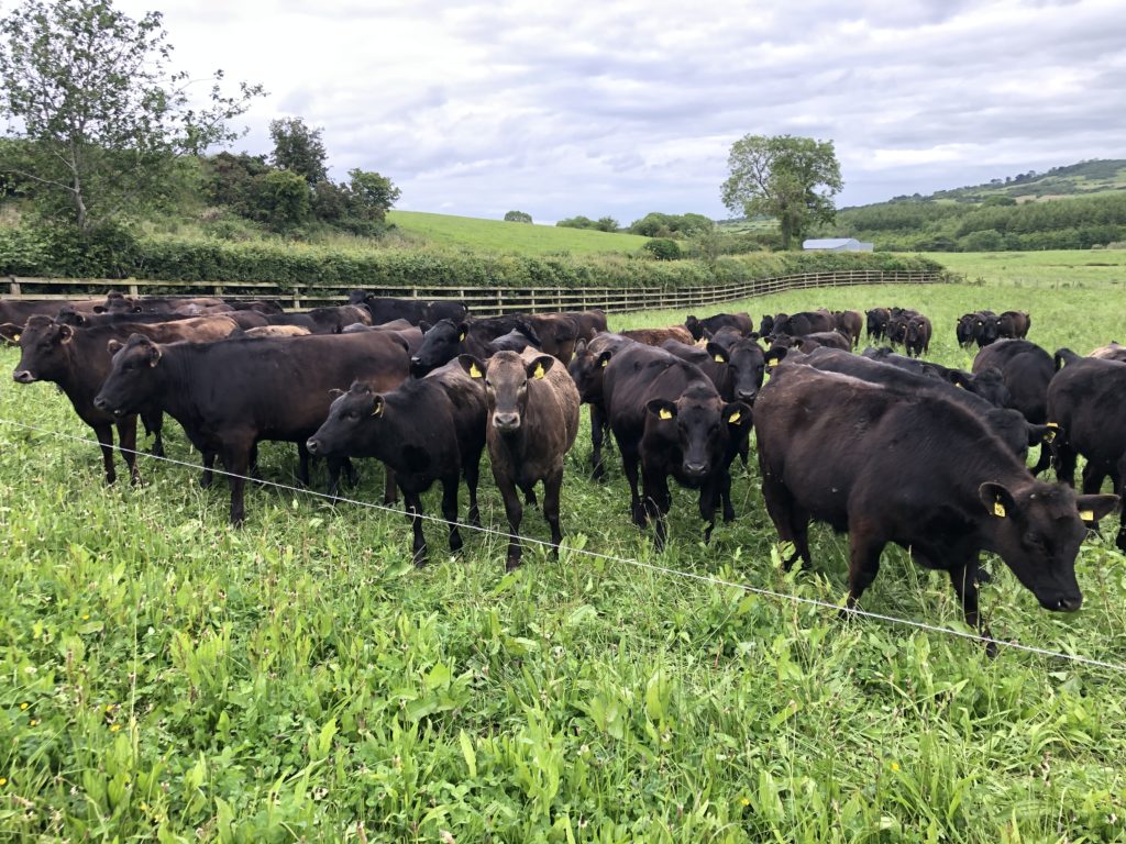 'Growing multi-species swards requires a total mindset change'