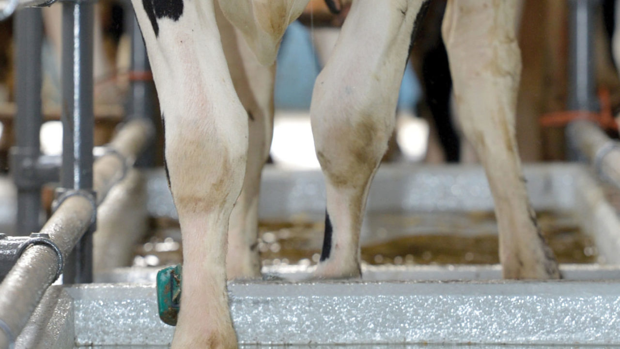 Tips for managing lameness with a focus on foot hygiene - Agriland.ie
